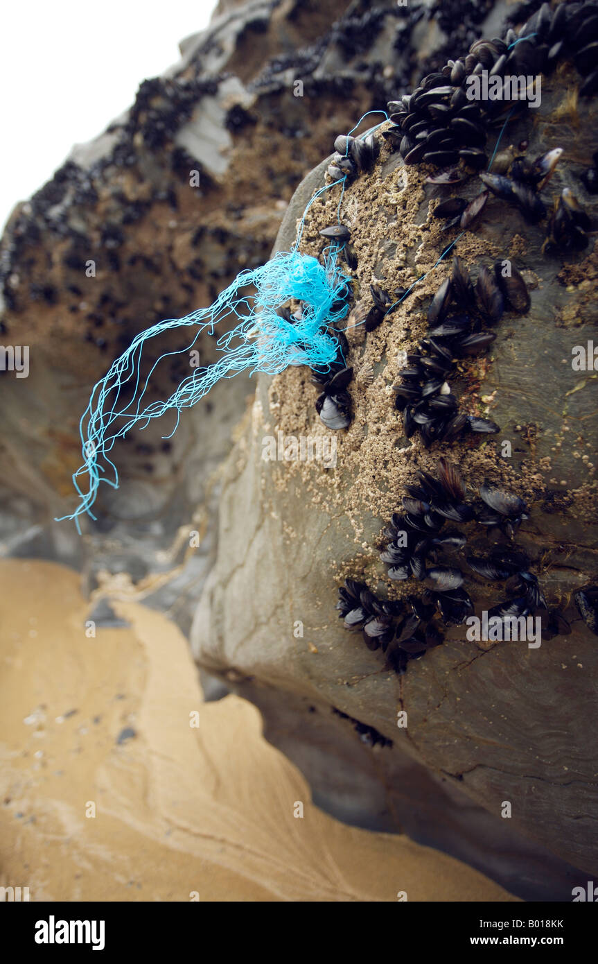 flotsam caught on shellfish on rocks, at Watergate Bay, Cornwall Stock ...