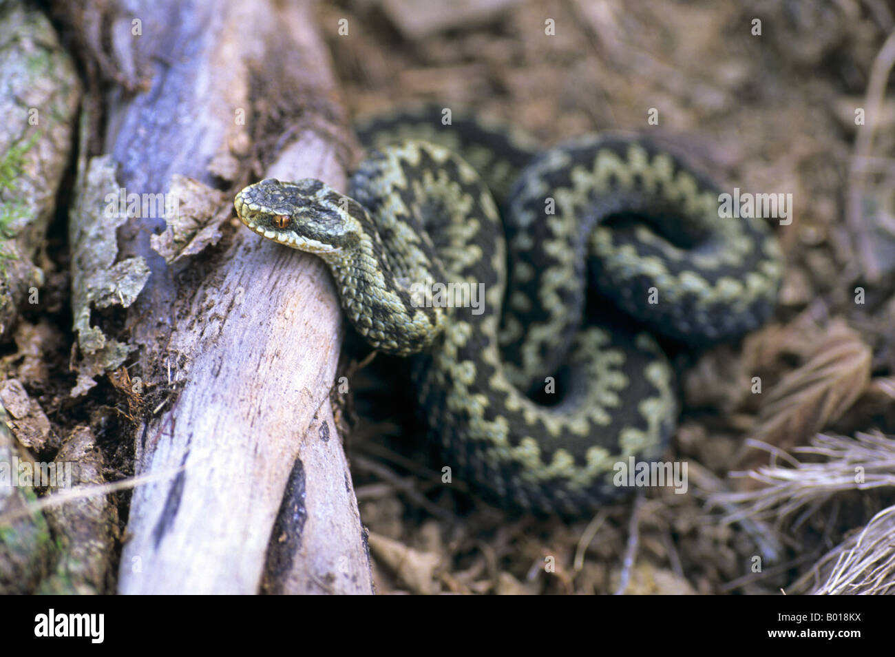 adder Vipera berus cornwall Stock Photo - Alamy