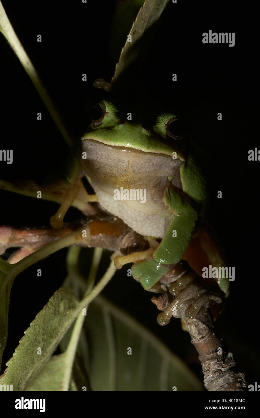 Italian Tree Frog Hyla intermedia Central Italy Stock Photo - Alamy