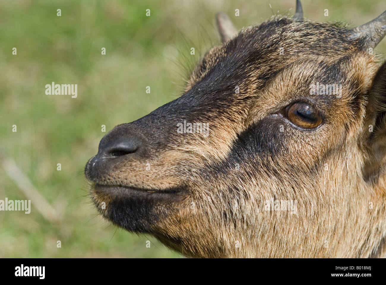 Close up pygmy goat hi-res stock photography and images - Alamy