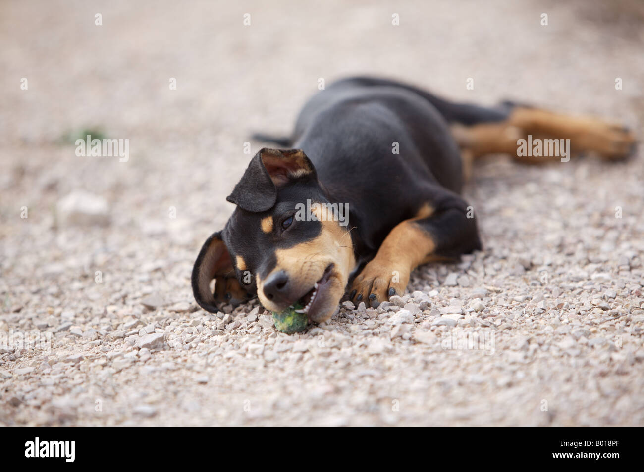 Ratero, Ca Rater Mallorquín, Mallorcan dog race, subform of the Spanish ...