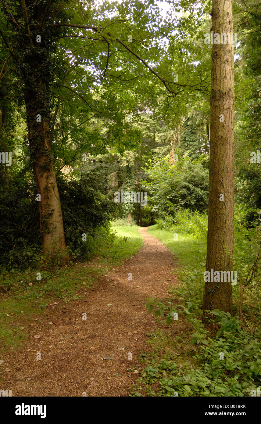 pathway through trees with dappled sunlight Stock Photo - Alamy