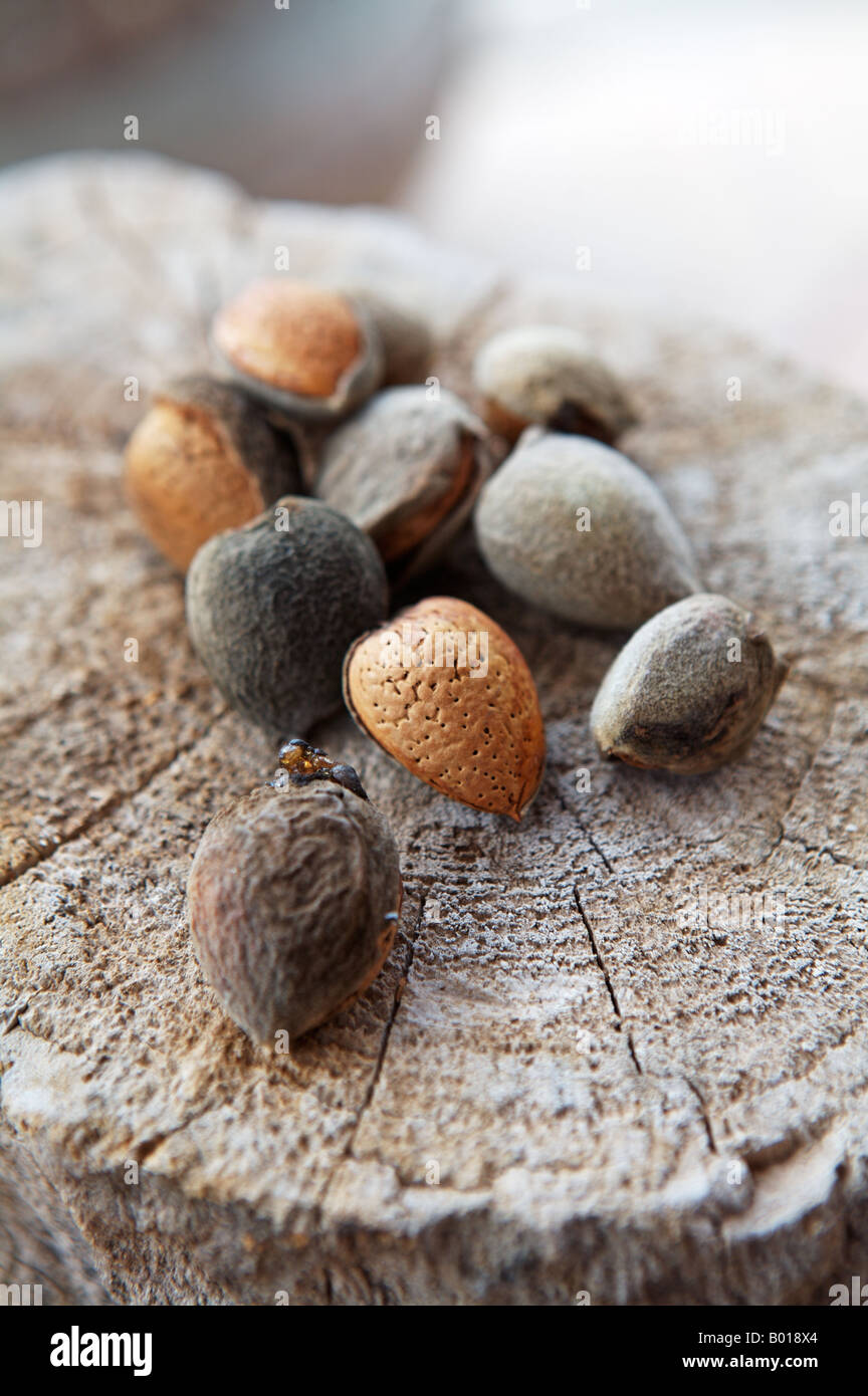 Almond hull kernel shell hi-res stock photography and images - Alamy