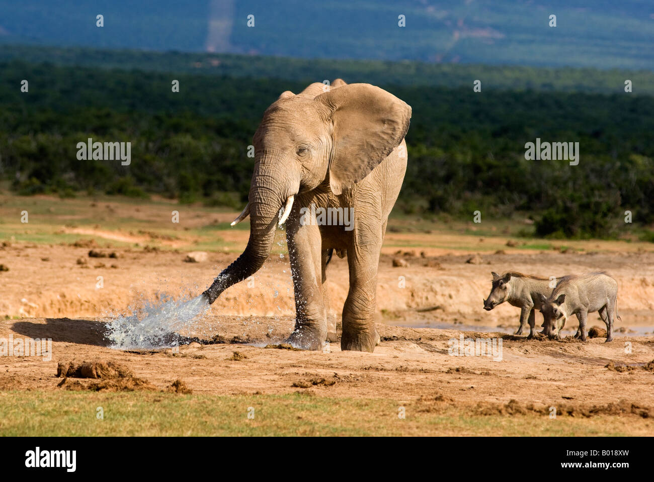 elephant sprying water Stock Photo - Alamy
