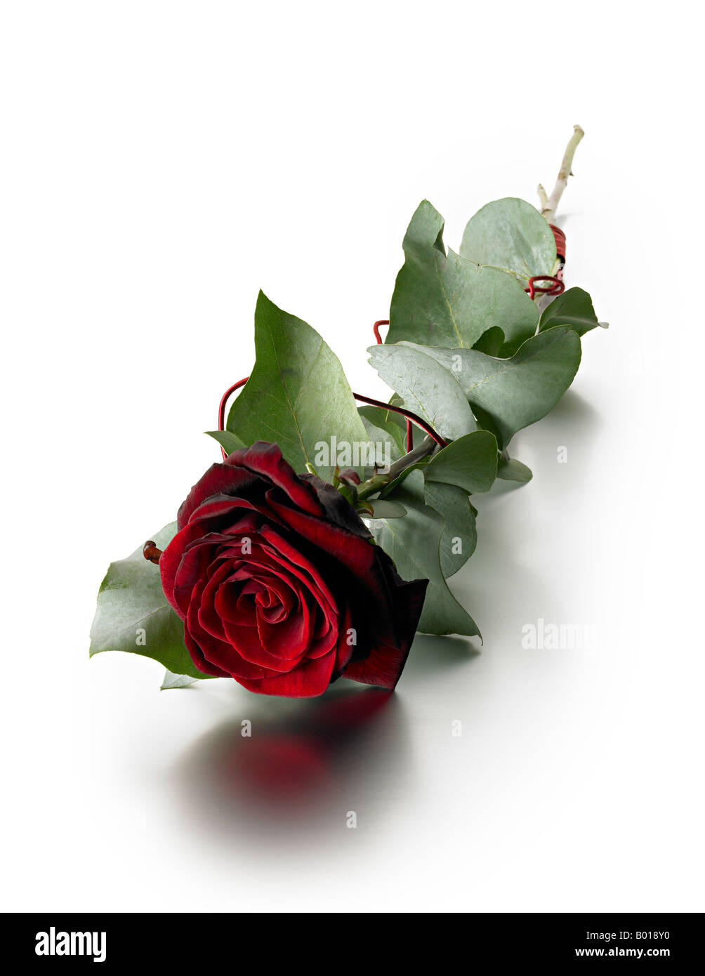 The english red rose hi-res stock photography and images - Alamy