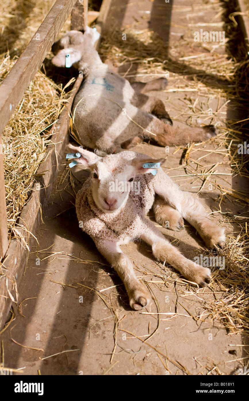Lambing shed hi-res stock photography and images - Alamy