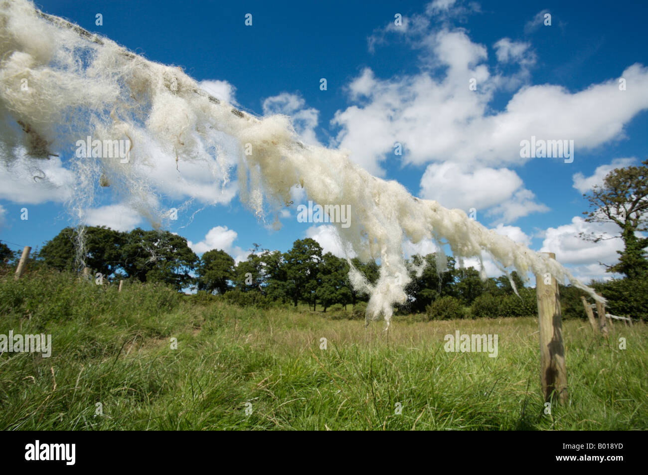 Sheeps' wool caught on barbed-wire fencing around a farmer's field in ...