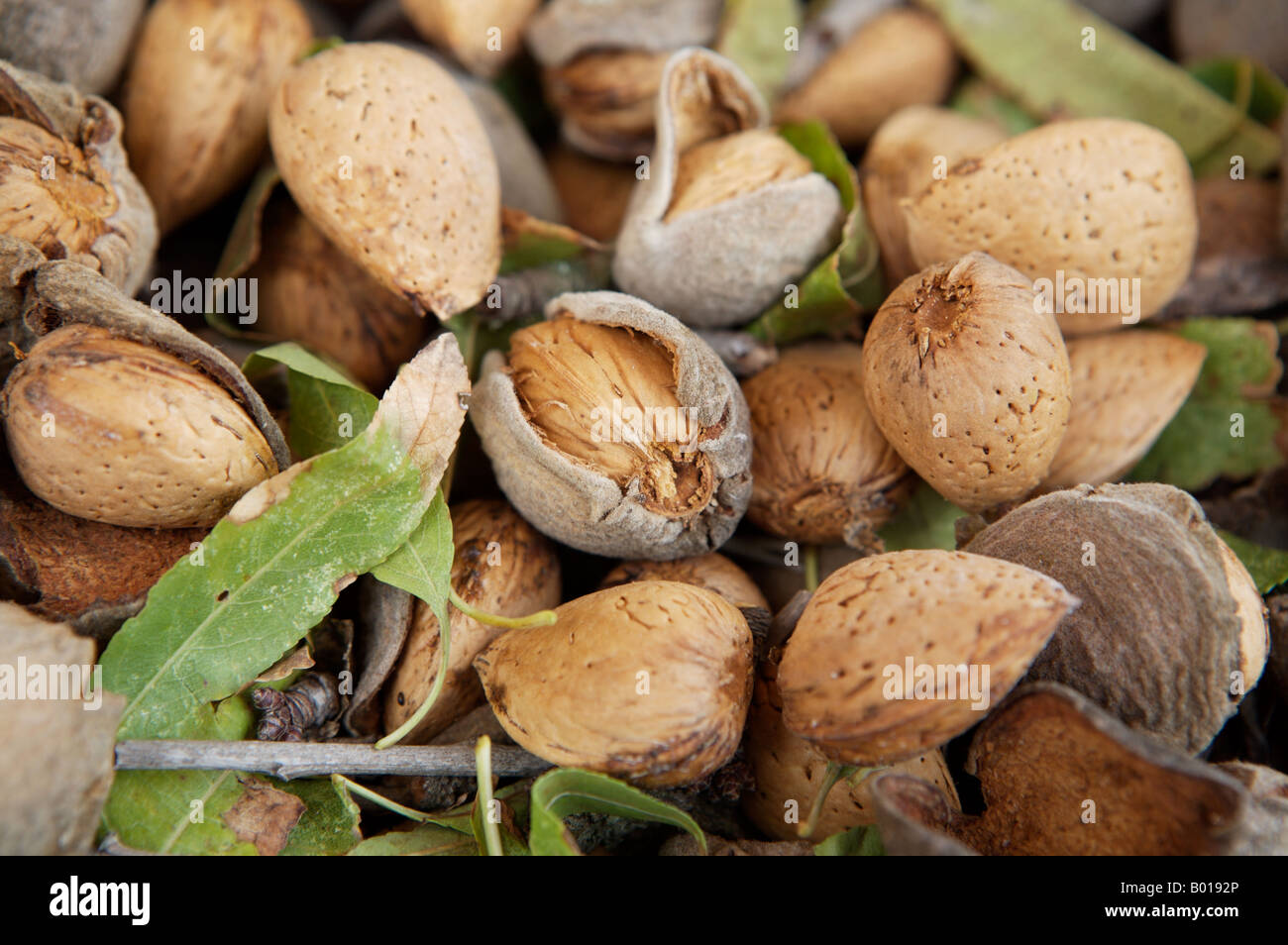 Common Almond Prunus Dulcis High Resolution Stock Photography and ...
