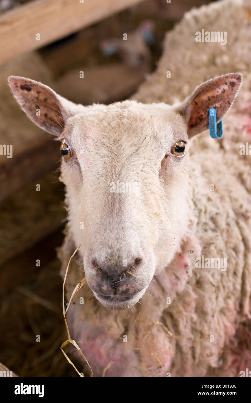 Welsh Halfbred ewe Stock Photo - Alamy