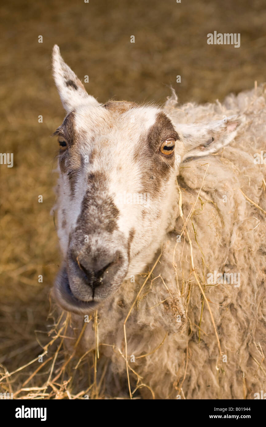 Welsh halfbred sheep hi-res stock photography and images - Alamy