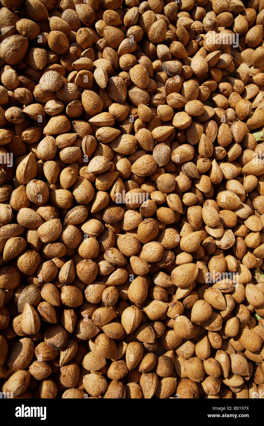 Common Almond Prunus Dulcis High Resolution Stock Photography and ...