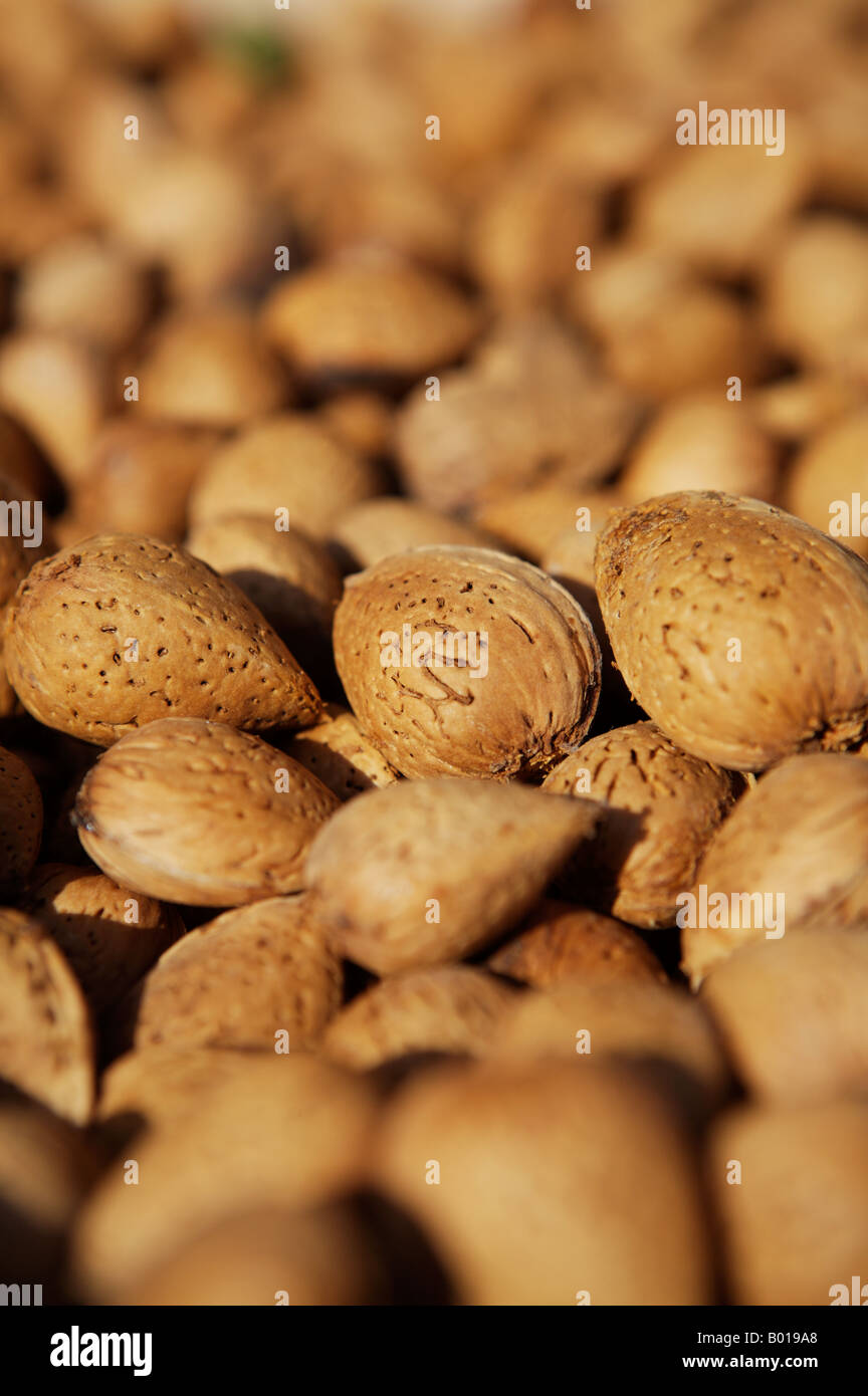 Common Almond Prunus Dulcis High Resolution Stock Photography and ...