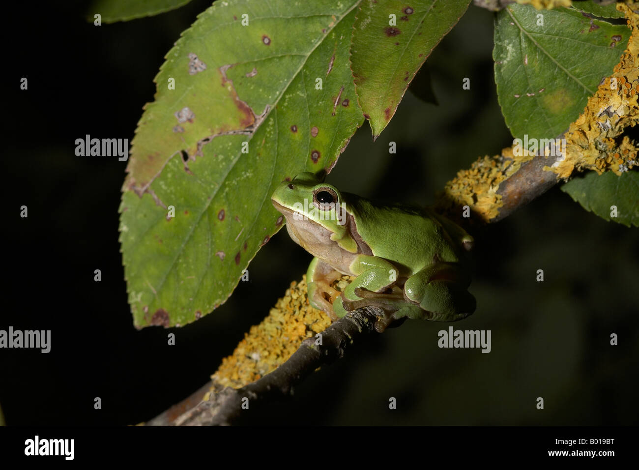 Italian Tree Frog Hyla intermedia Central Italy Stock Photo - Alamy