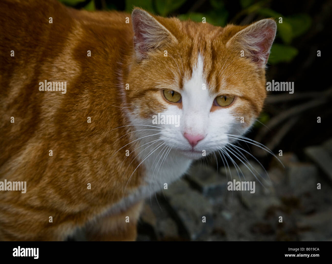 Ginger Cat with white face Cork Ireland Stock Photo - Alamy