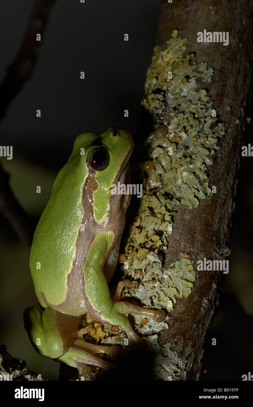 Italian Tree Frog Hyla intermedia Central Italy Stock Photo - Alamy