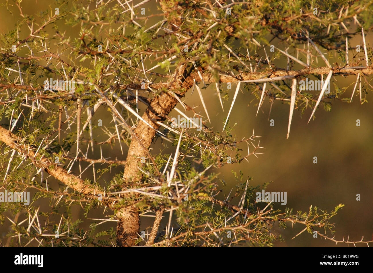 A thorny bush Stock Photo - Alamy