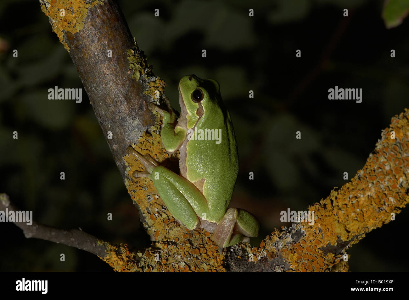 Italian Tree Frog Hyla intermedia Central Italy Stock Photo - Alamy