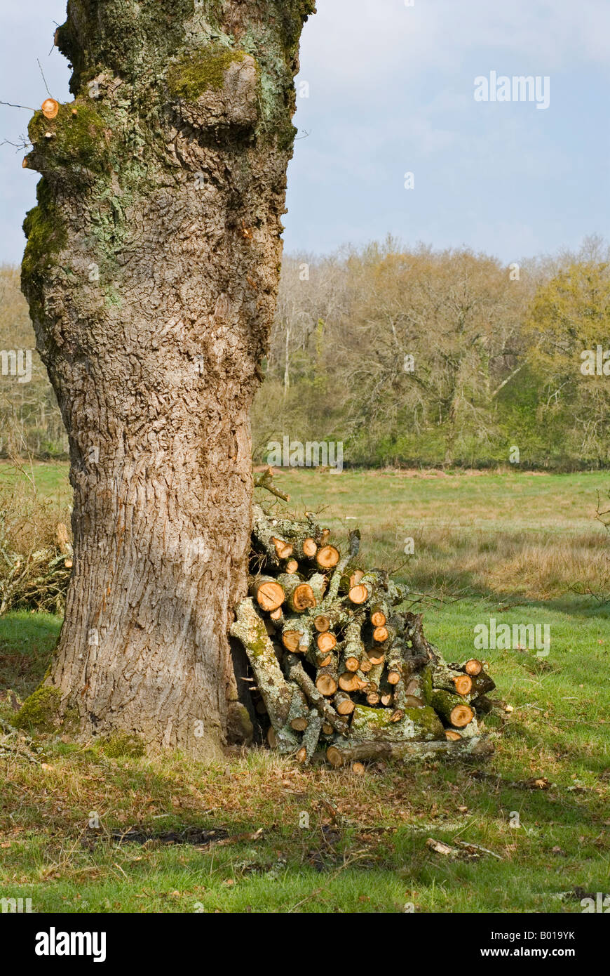 Stock photo of logging branches for firewood Stock Photo - Alamy