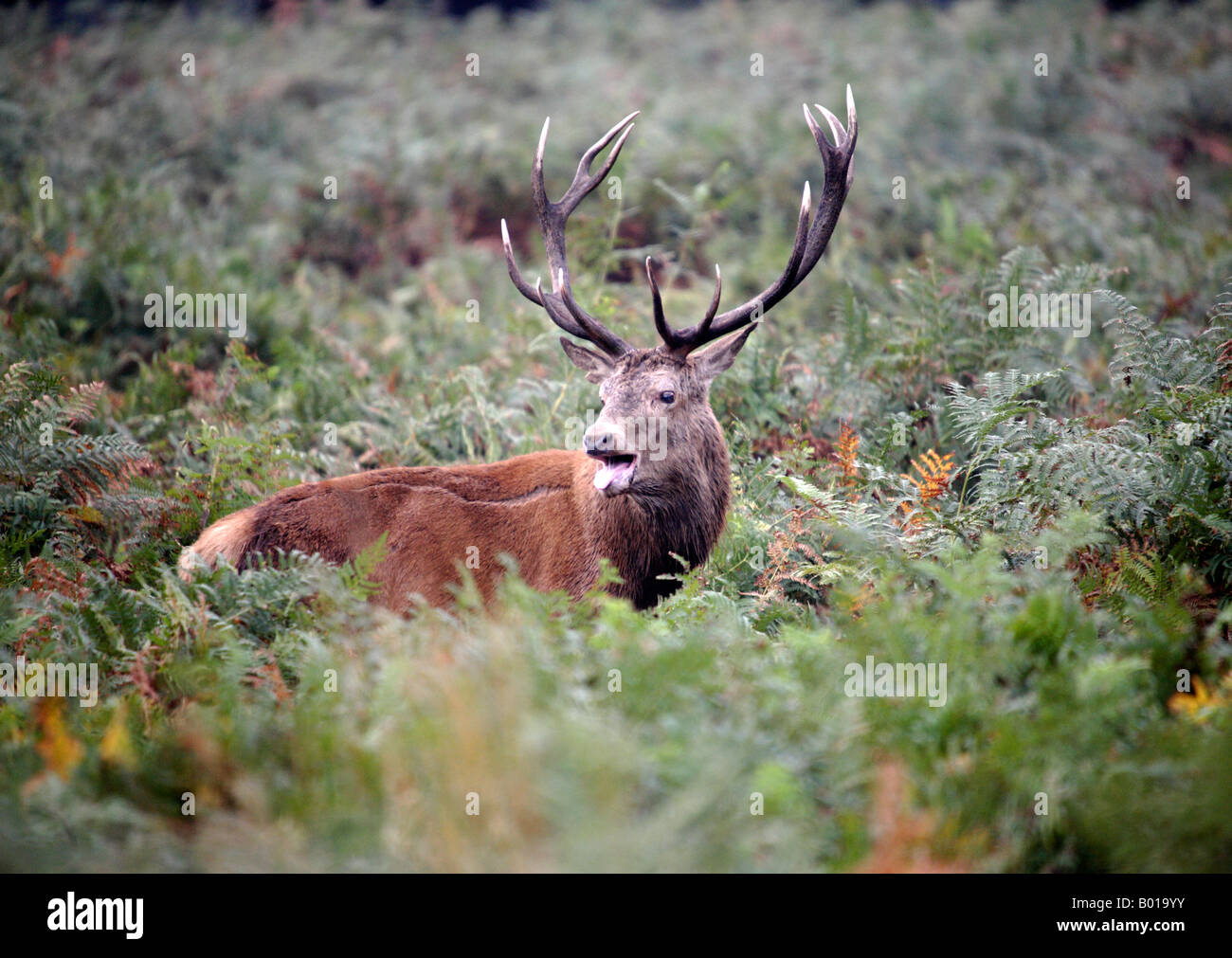 Annual rut season hi-res stock photography and images - Alamy