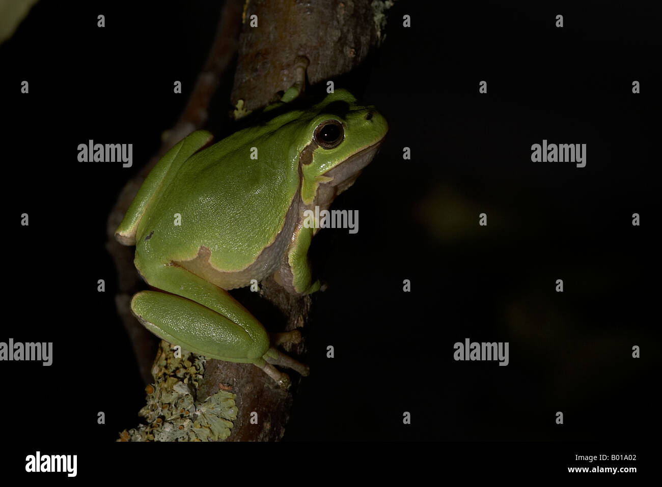 Italian Tree Frog Hyla intermedia Central Italy Stock Photo - Alamy