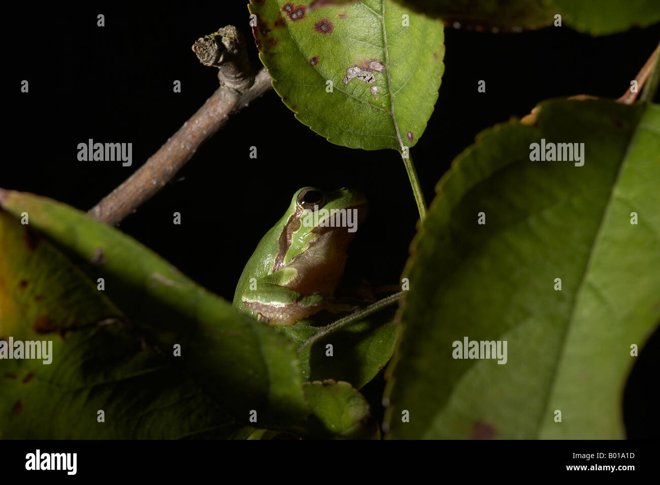 Italian Tree Frog Hyla intermedia Central Italy Stock Photo - Alamy