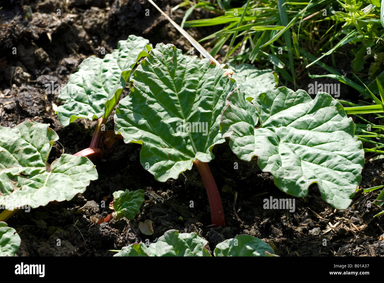 Manured hi-res stock photography and images - Alamy