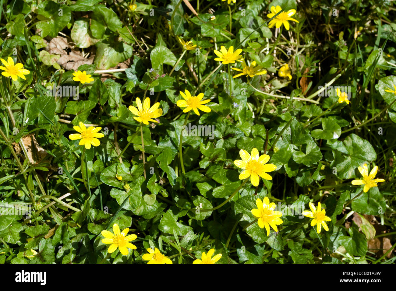 Celandine plant hi-res stock photography and images - Alamy