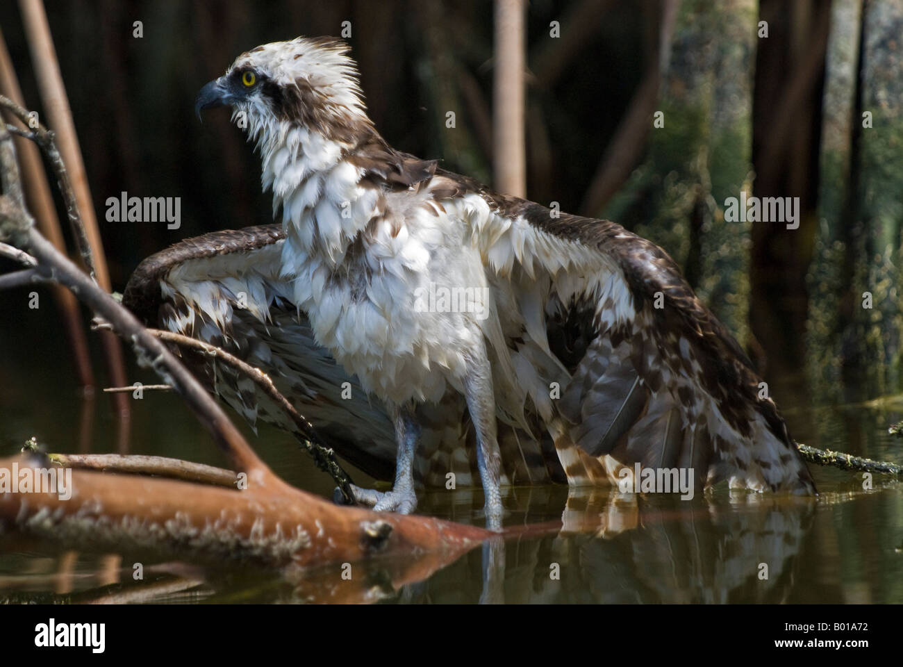 Soaking wet fledgling osprey clings to mangrove trees after falling ...