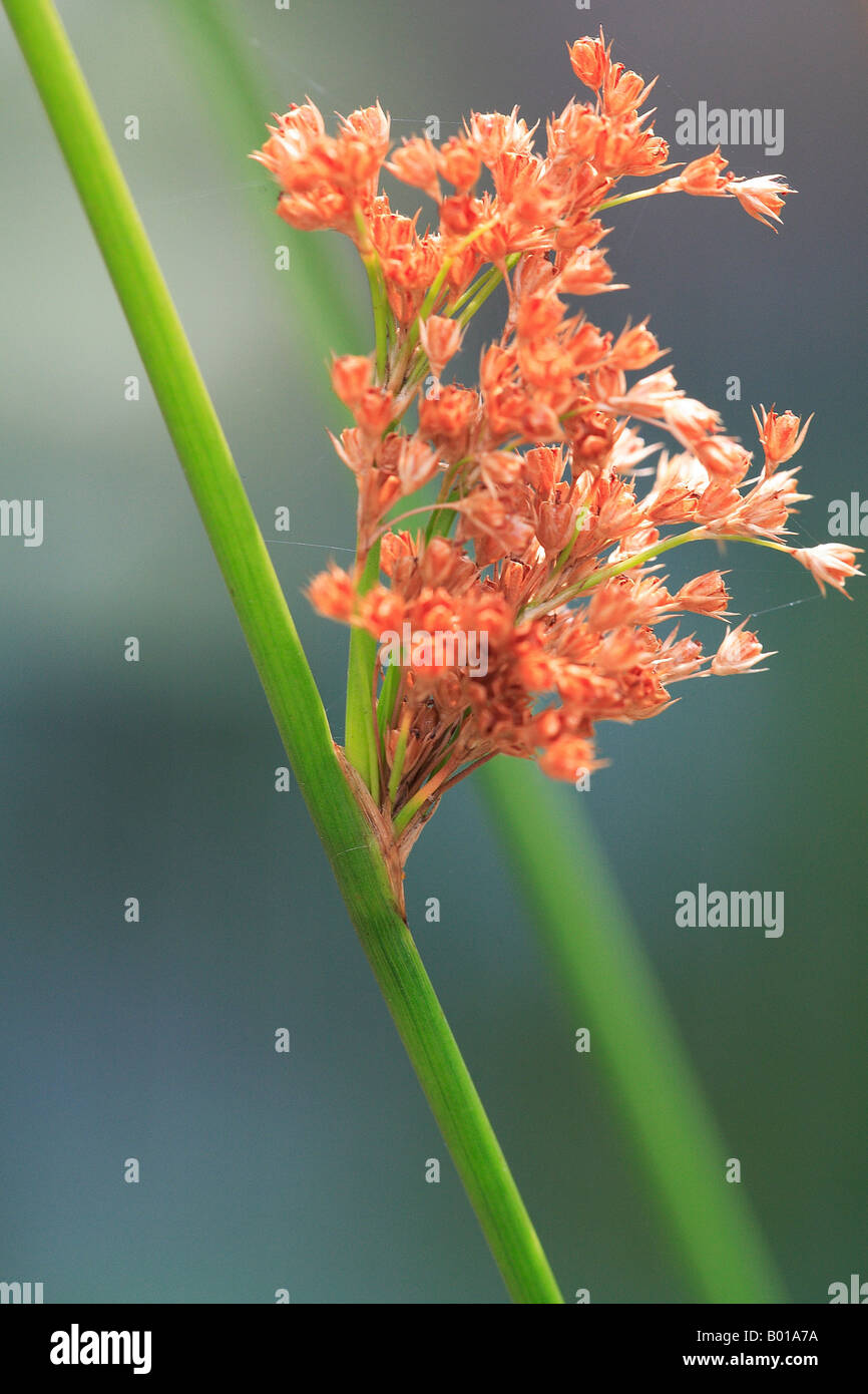 Reed flower Surrey England Stock Photo - Alamy