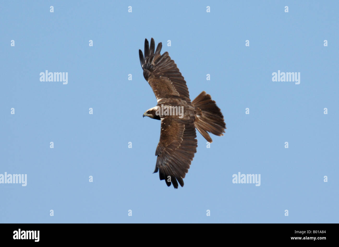 Female marsh harrier hi-res stock photography and images - Alamy