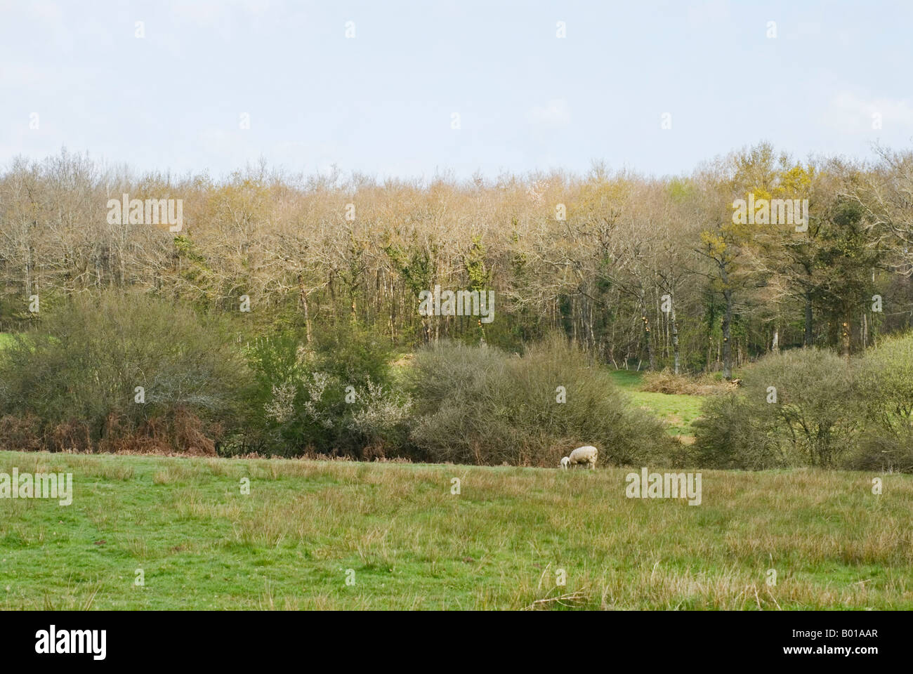 Stock photo of a landscape showing the tree line with new spring growth ...