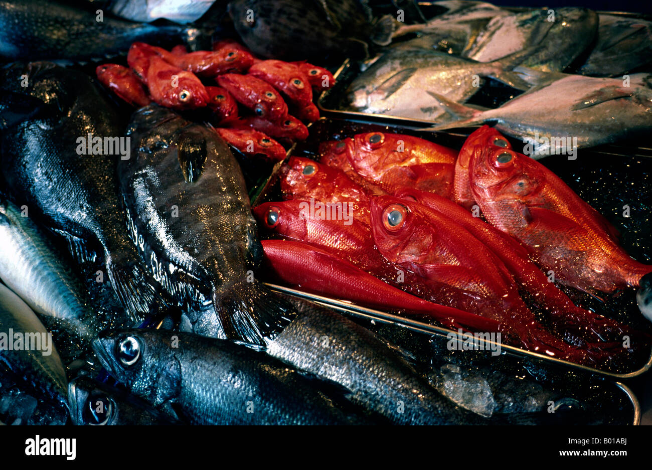 Feb 16, 2004 - Fresh fish on display at Tsukiji fish market in Tokyo ...