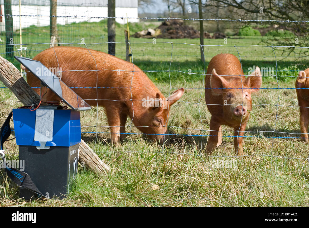 Stock photo of three Tamworth pigs standing next to a solar powered ...