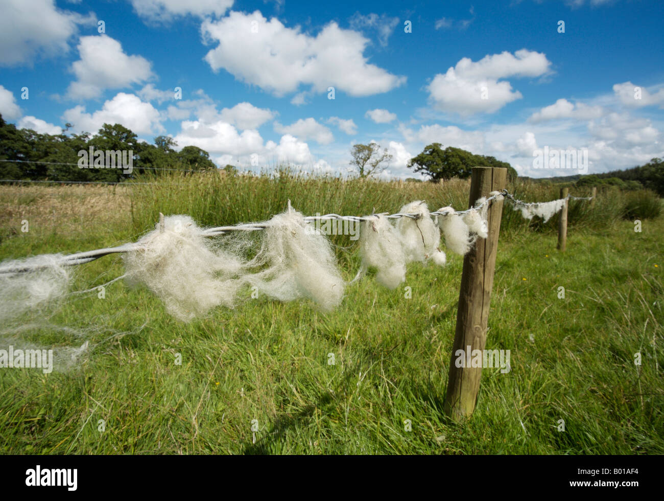 Wool on barbed wire fence hi-res stock photography and images - Alamy