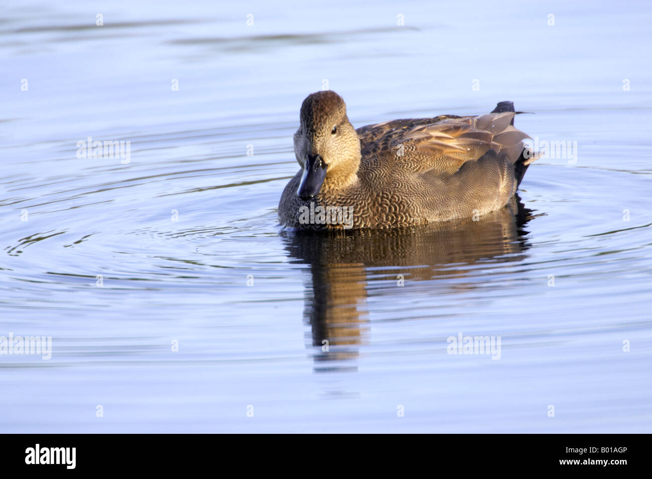 Gadwall Anas strepera adult male Stock Photo - Alamy