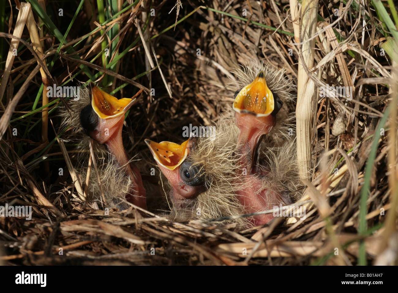 Skylark field nest hi-res stock photography and images - Alamy