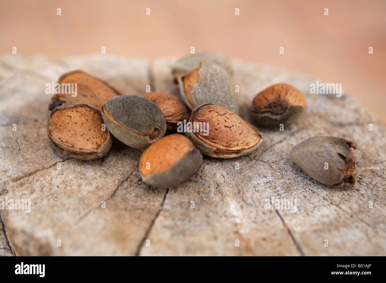 Almond hull kernel shell hi-res stock photography and images - Alamy