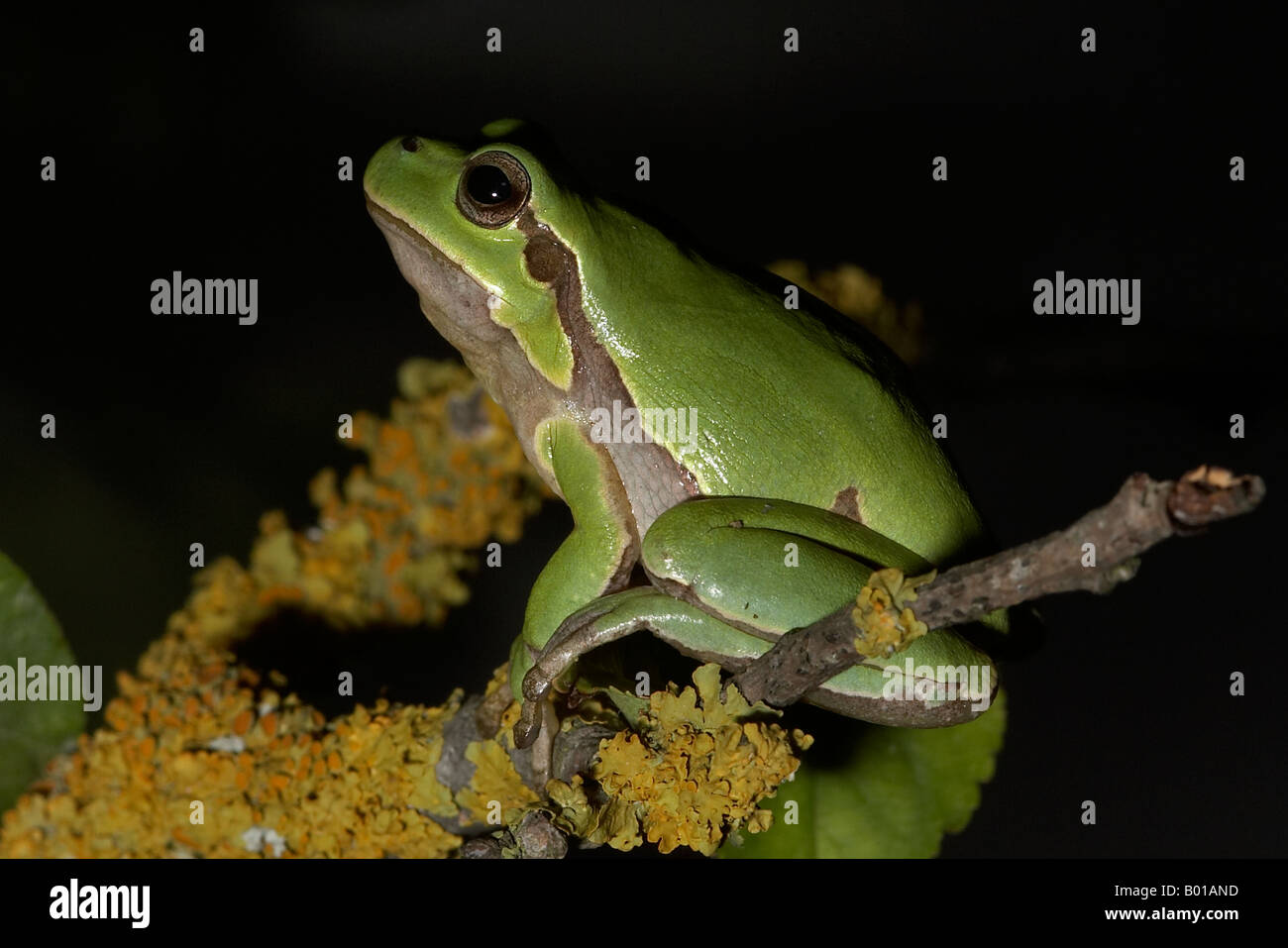 Italian Tree Frog Hyla intermedia Central Italy Stock Photo - Alamy
