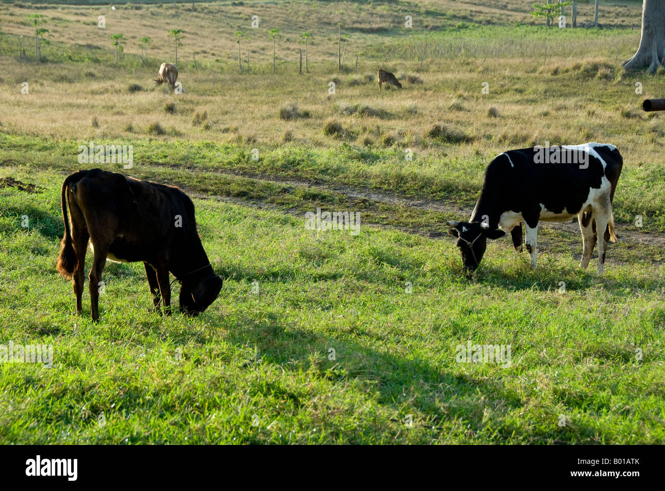 Cow grazing cows hi-res stock photography and images - Alamy