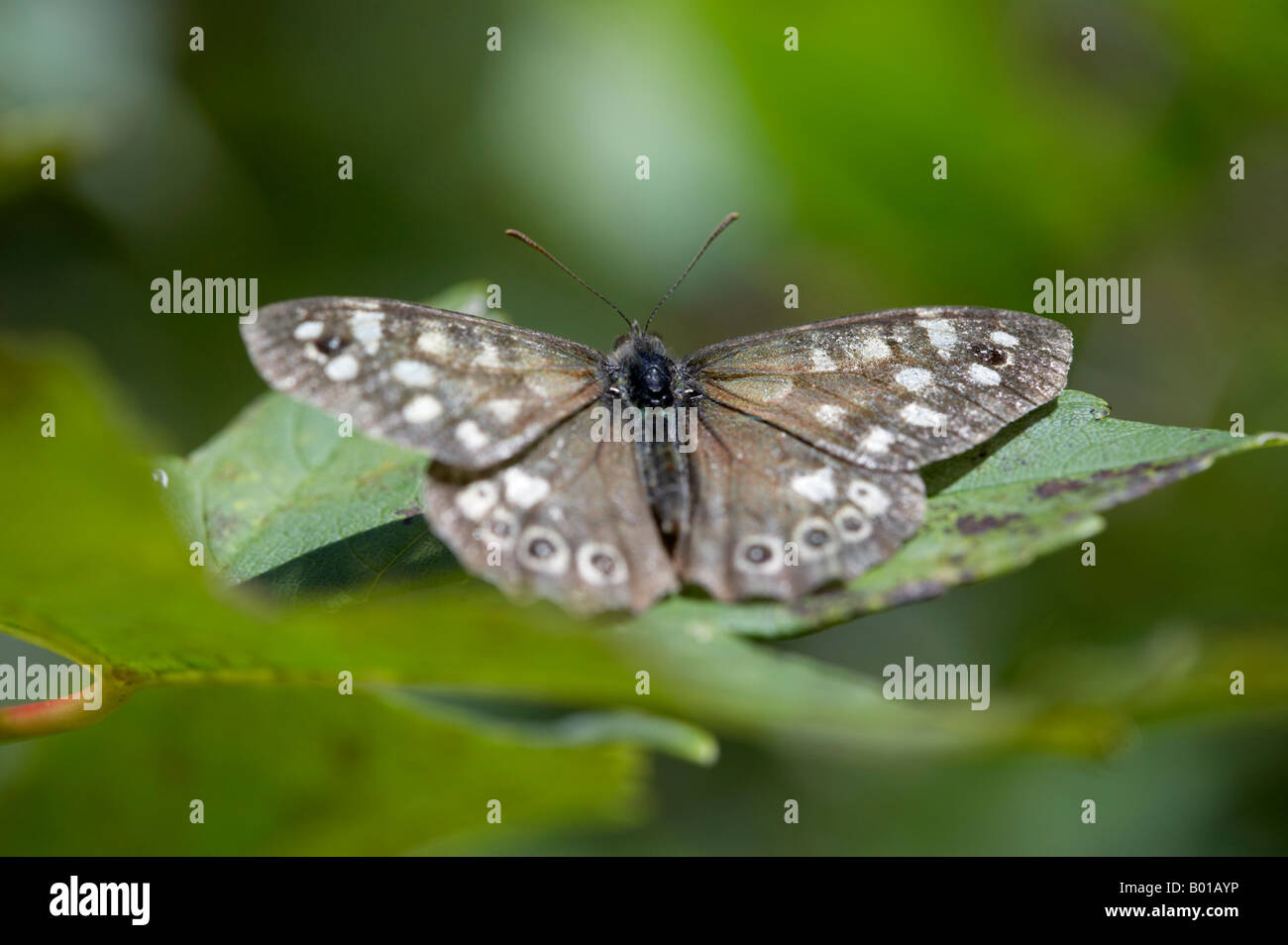 Speckled wood butterfly Pararge aegeria Stock Photo - Alamy
