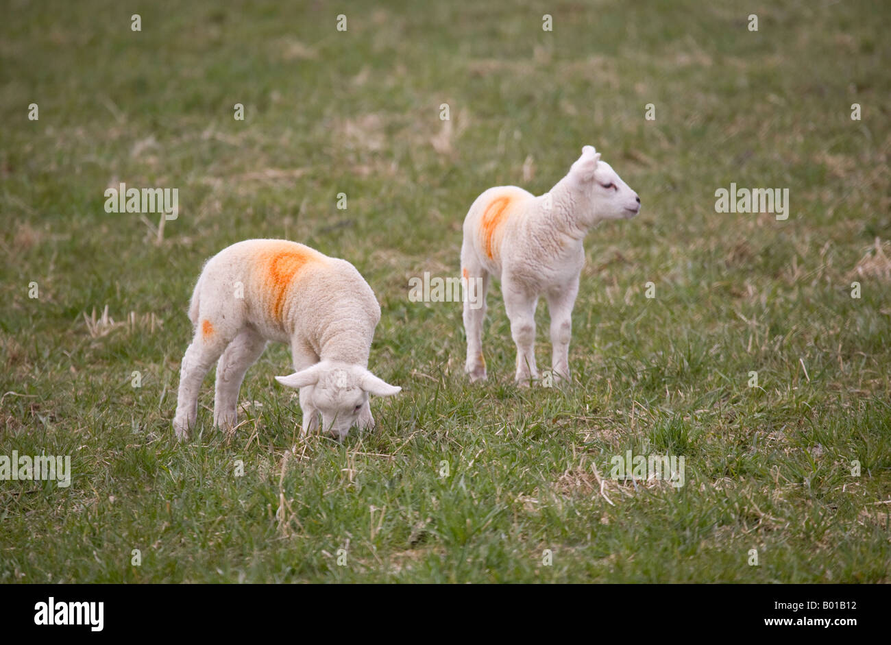 Lamb identification numbers hi-res stock photography and images - Alamy