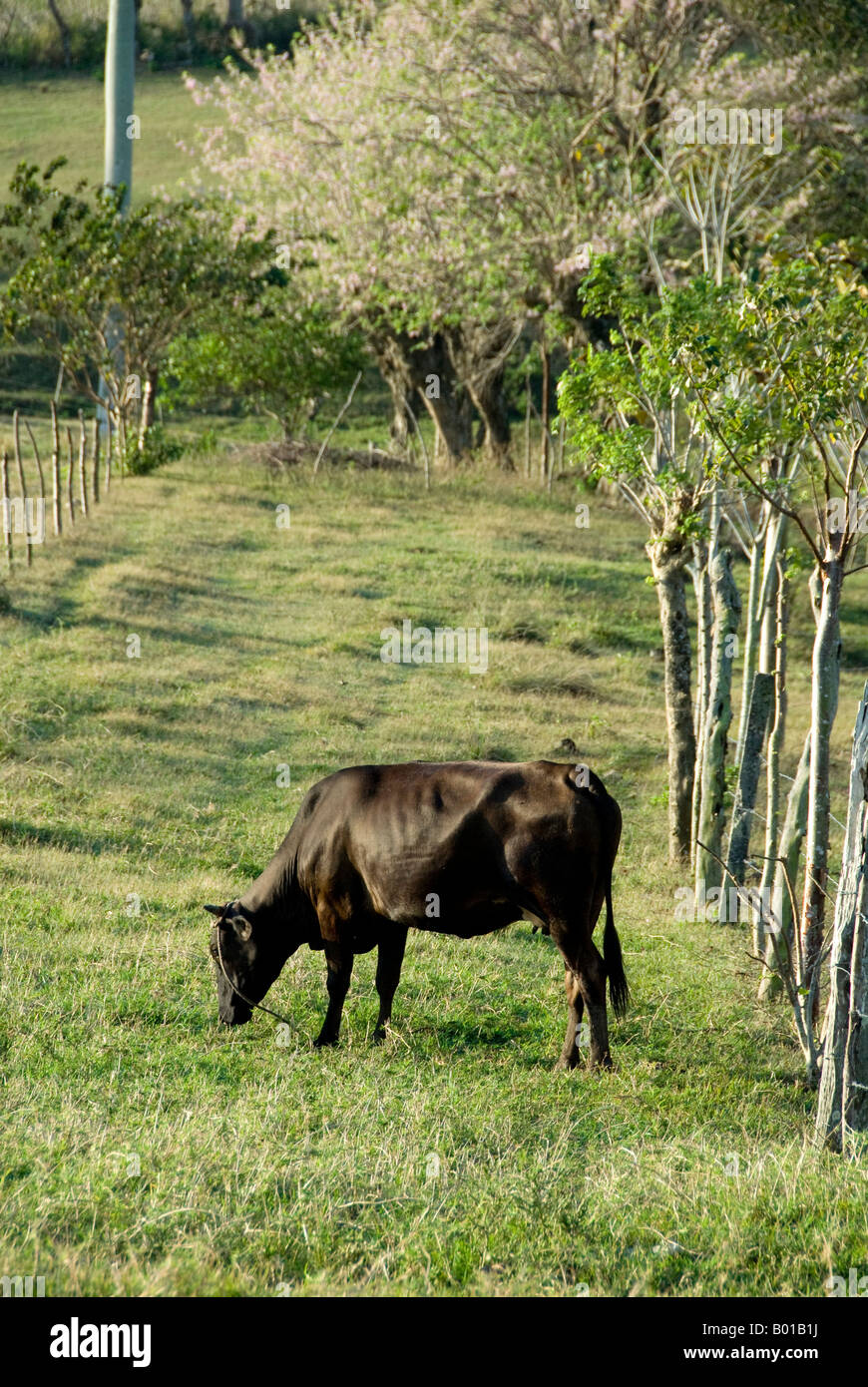 Grass cows hi-res stock photography and images - Alamy