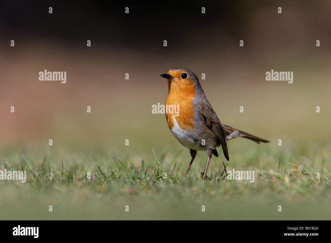 Ground robin hi-res stock photography and images - Alamy