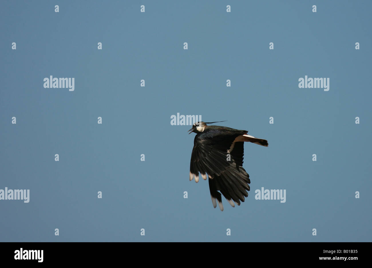 Lapwing british isles hi-res stock photography and images - Alamy