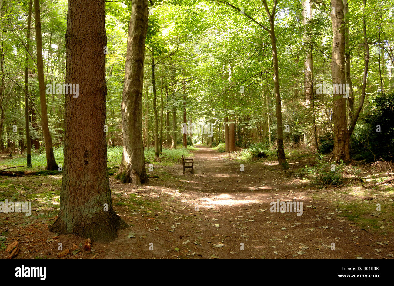 pathway through trees with dappled sunlight Stock Photo - Alamy