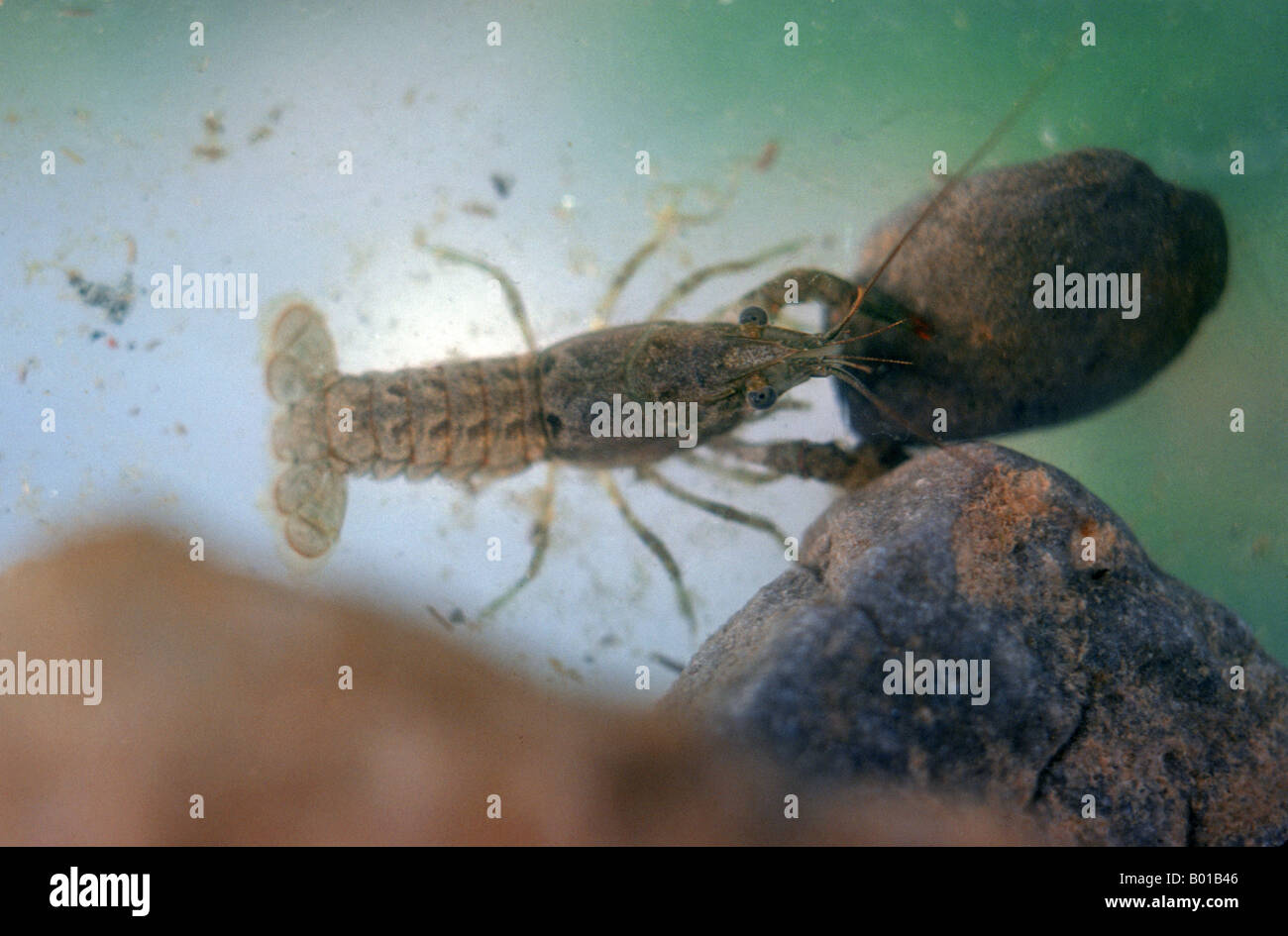 Crawdad Stock Photos & Crawdad Stock Images - Alamy