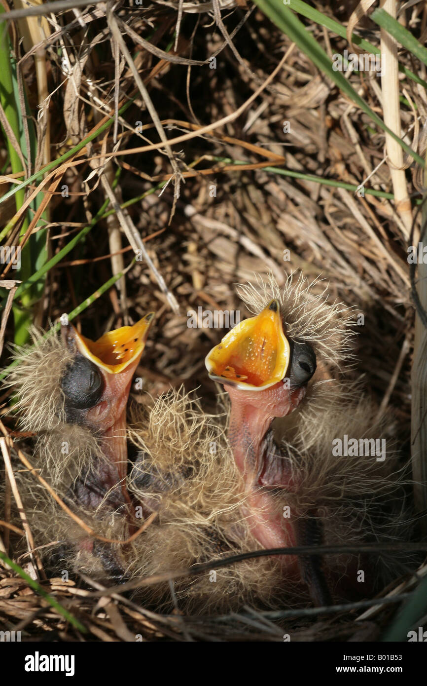 Skylark field nest hi-res stock photography and images - Alamy