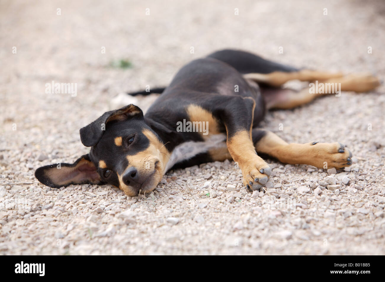 Ratero, Ca Rater Mallorquín, Mallorcan dog race, subform of the Spanish ...