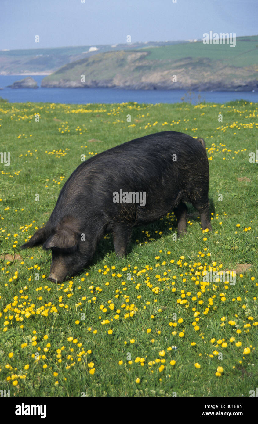 Black Pig For High Resolution Stock Photography and Images - Alamy