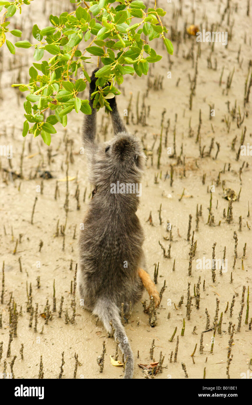 Silver Leaf Monkey (Trachypithecus cristatus) and offspring, Bako ...